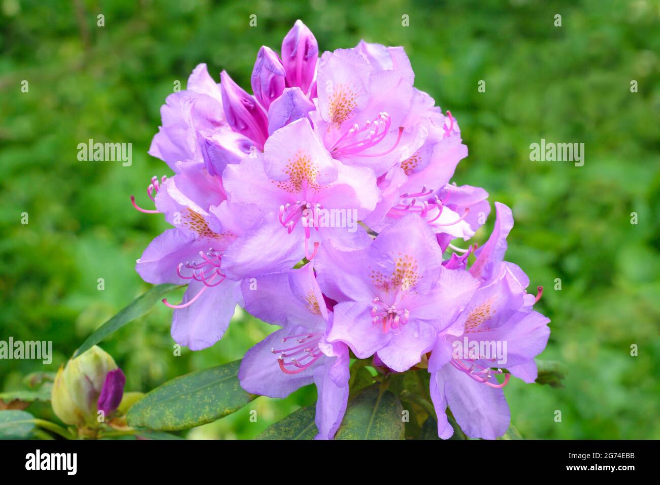 Inflorescence of lilac azalea on a green background, horizontal format ...