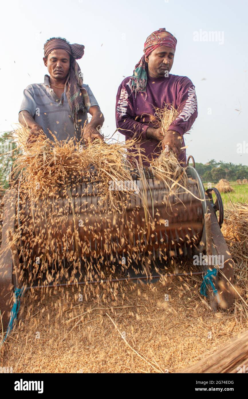 Threshing paddy hi-res stock photography and images - Alamy
