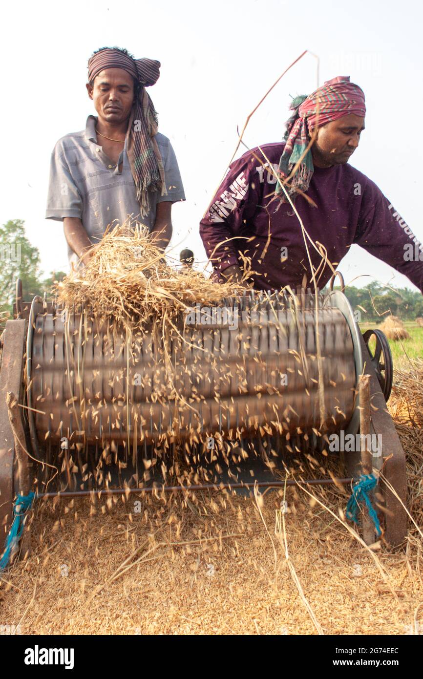 Farmers threshing Boro paddy with a machine by the side of a field ...
