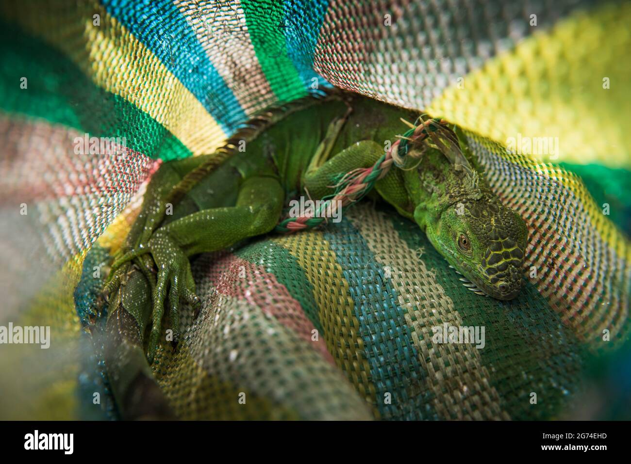An iguana in a bag about to be cooked at restaurant Almendros owned by ...