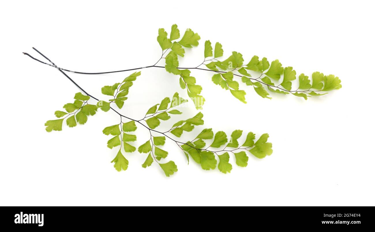 Golden maidenhair fern Cut Out Stock Images & Pictures - Alamy