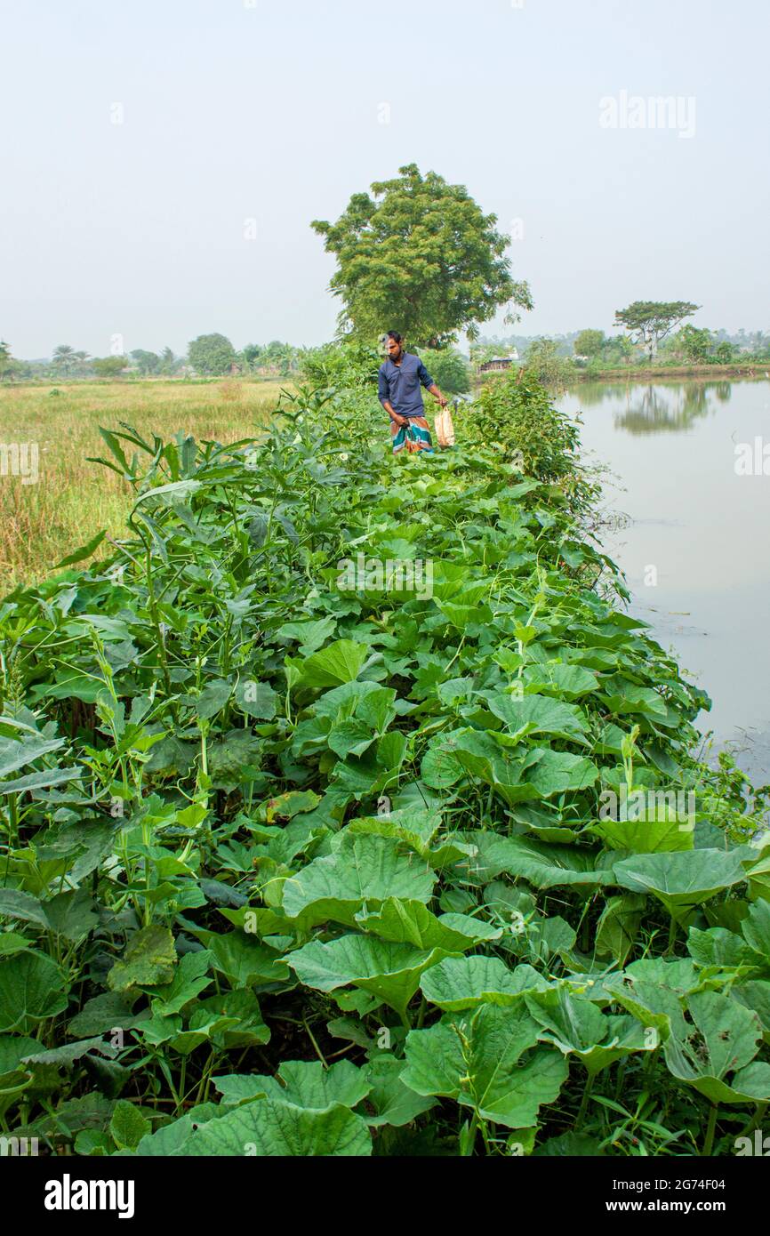 Vegetable farming bangladesh hi-res stock photography and images - Alamy