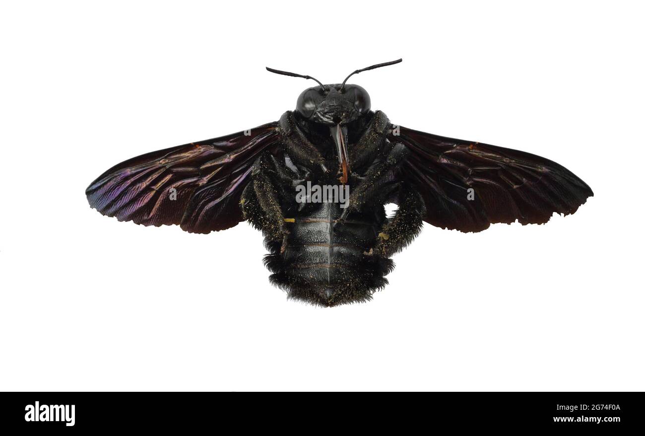 Indian carpenter hi-res stock photography and images - Alamy