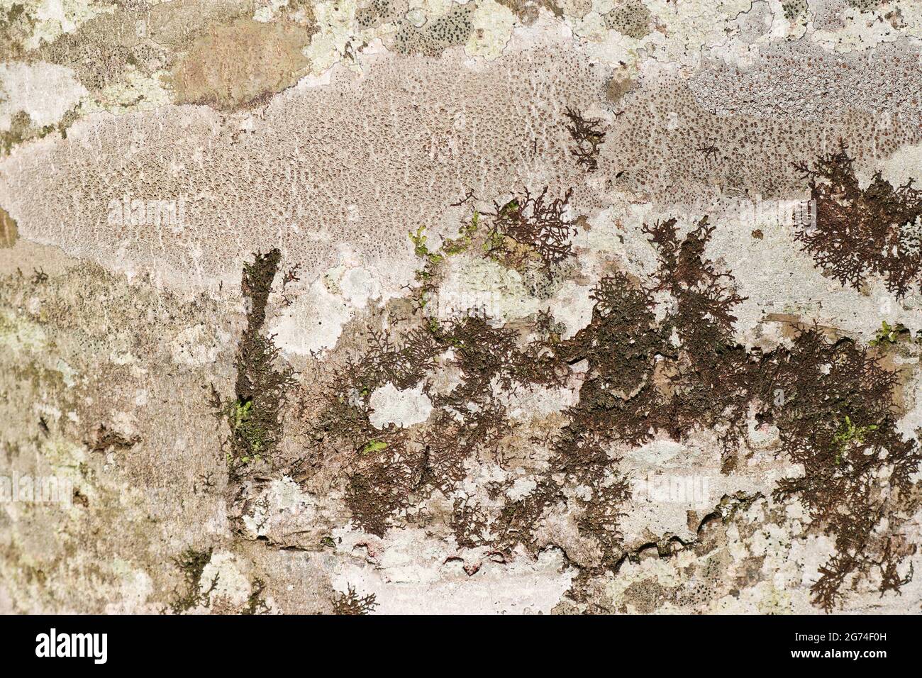 The texture of the bark of a beech tree, with small patches of moss and ...