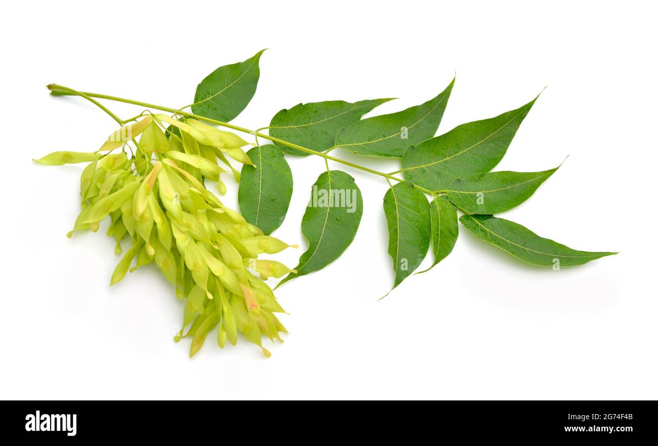 Ailanthus altissima, commonly known as tree of heaven, ailanthus ...