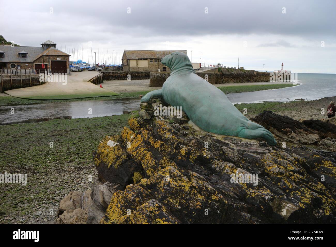 Nelson the one-eyed Seal looking over Looe Harbour Cornwall, UK Stock ...
