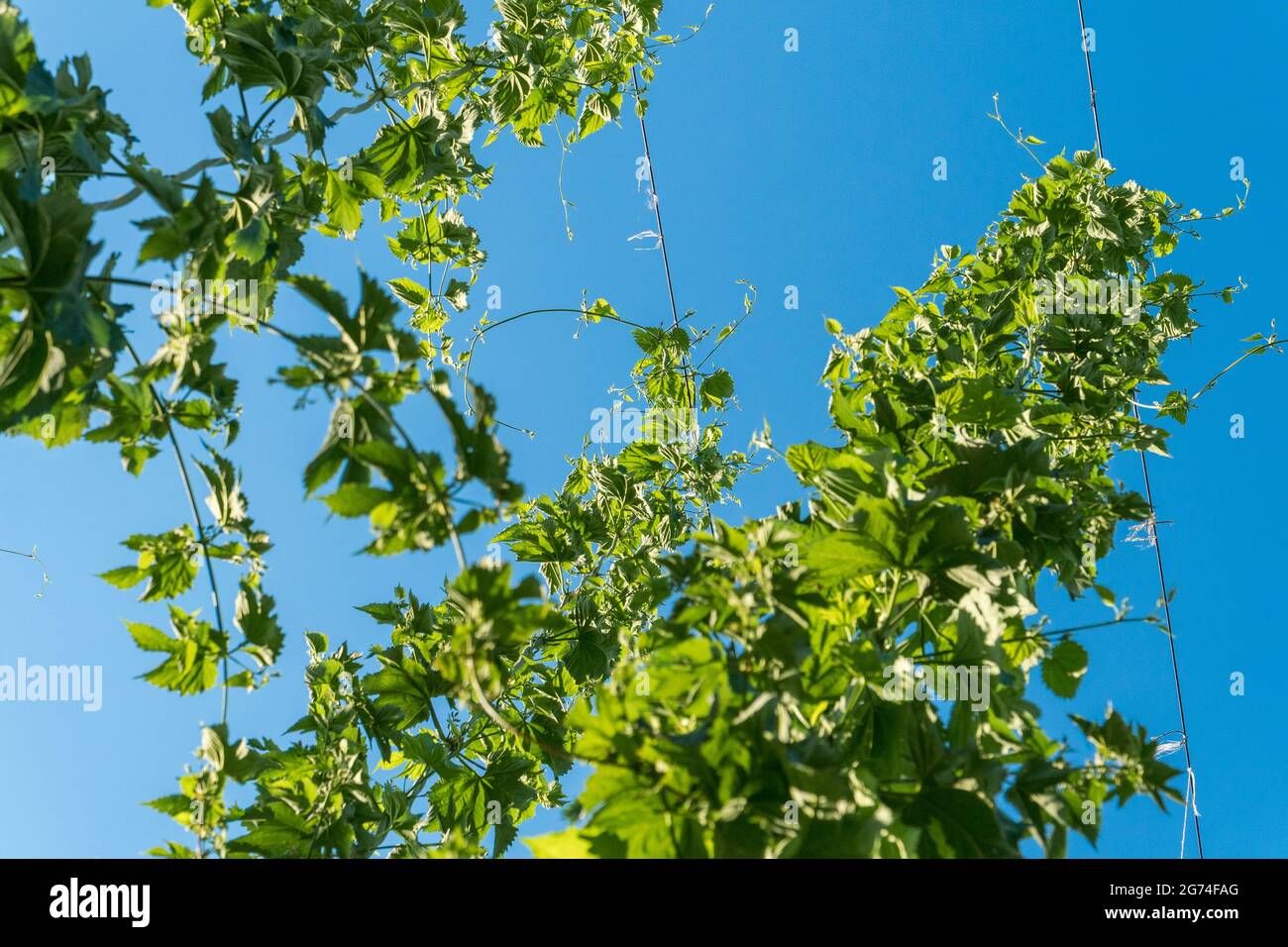 Green og leaves hi-res stock photography and images - Alamy