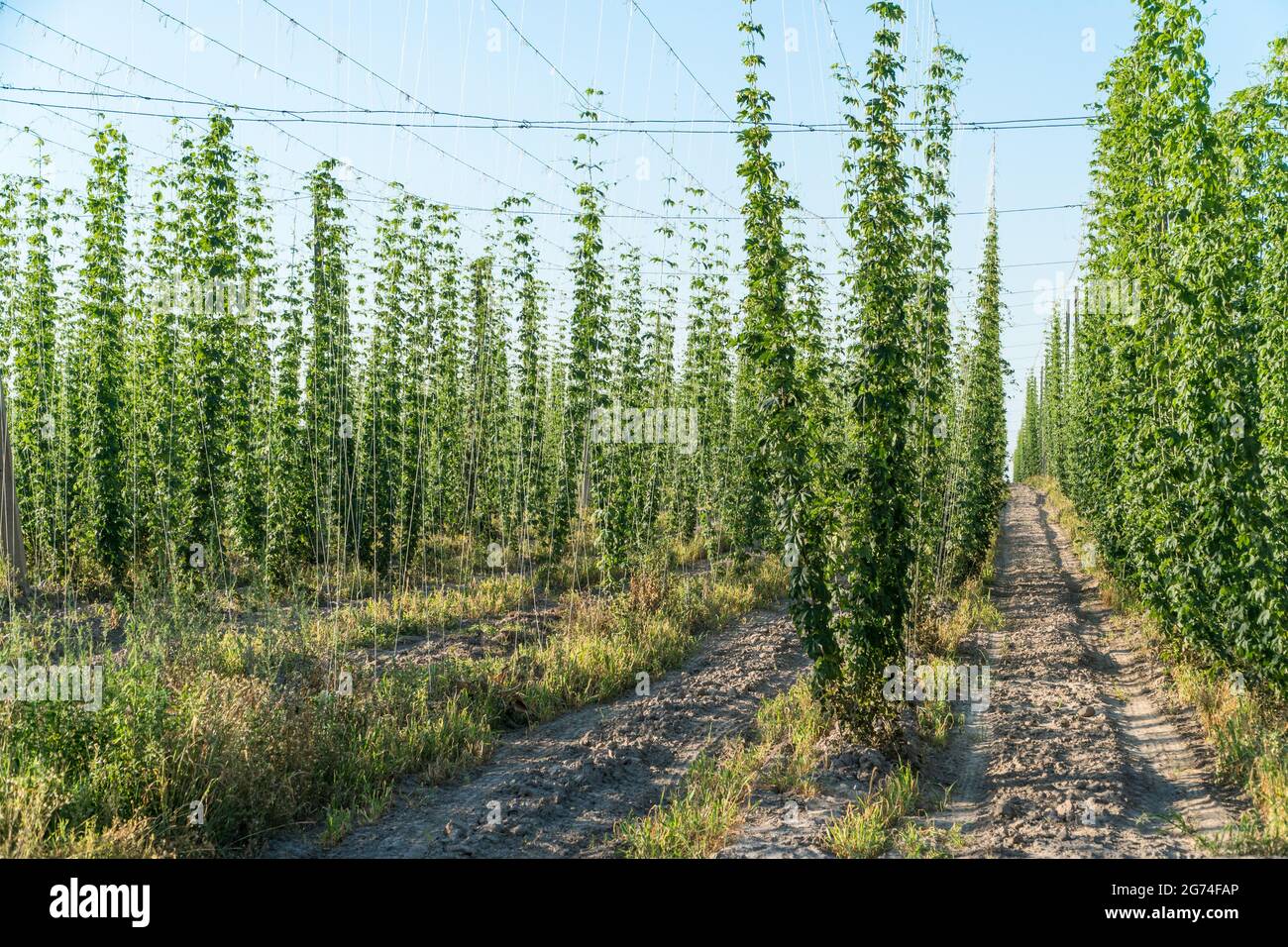 Green hops field. Agriculture industry and beer production concept ...