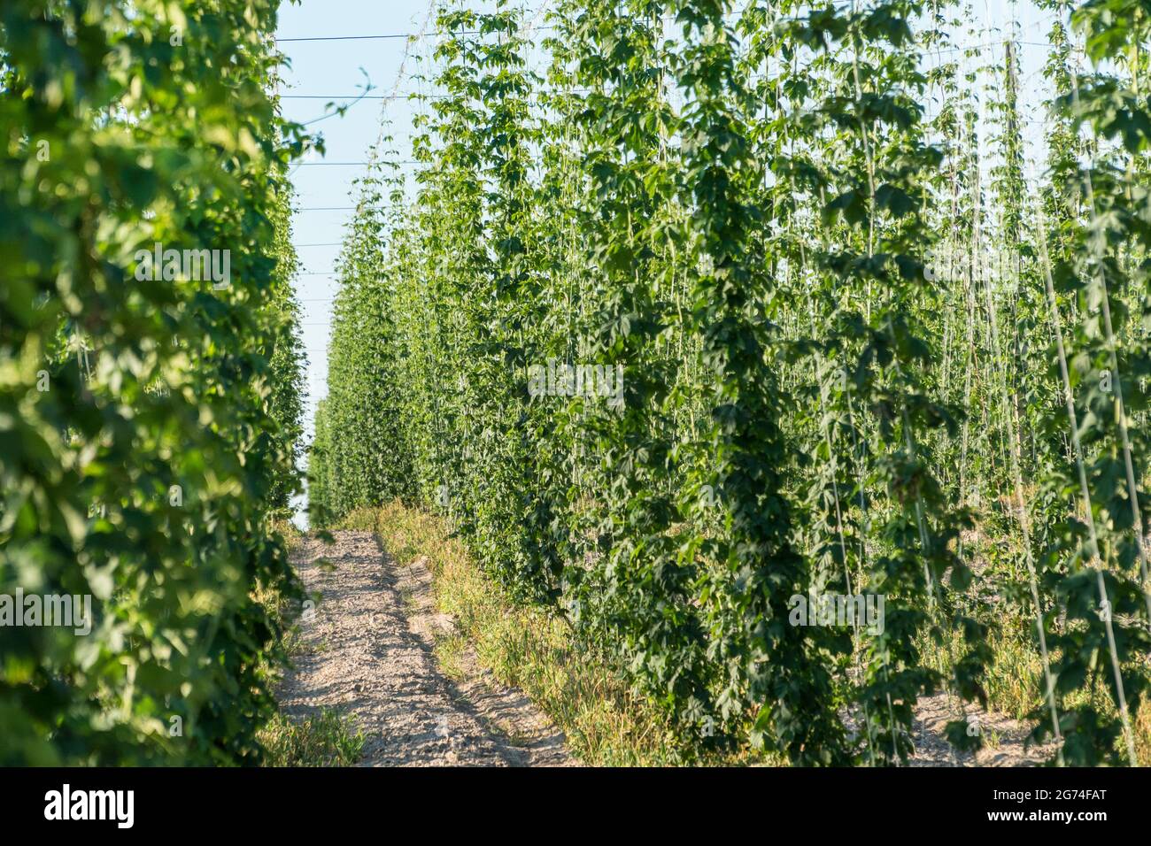 Green hops field. Agriculture industry and beer production concept ...