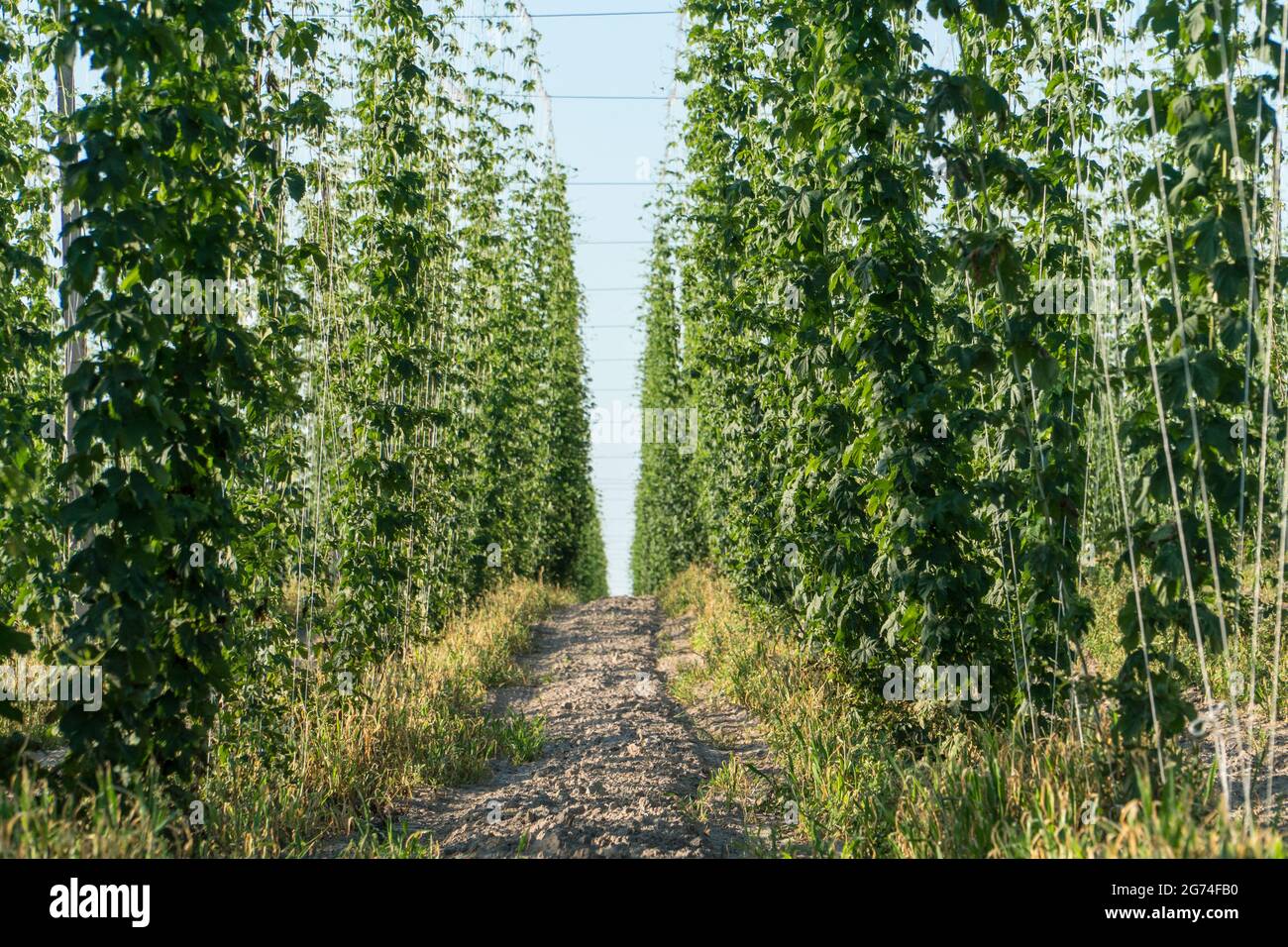 Green hops field. Agriculture industry and beer production concept ...