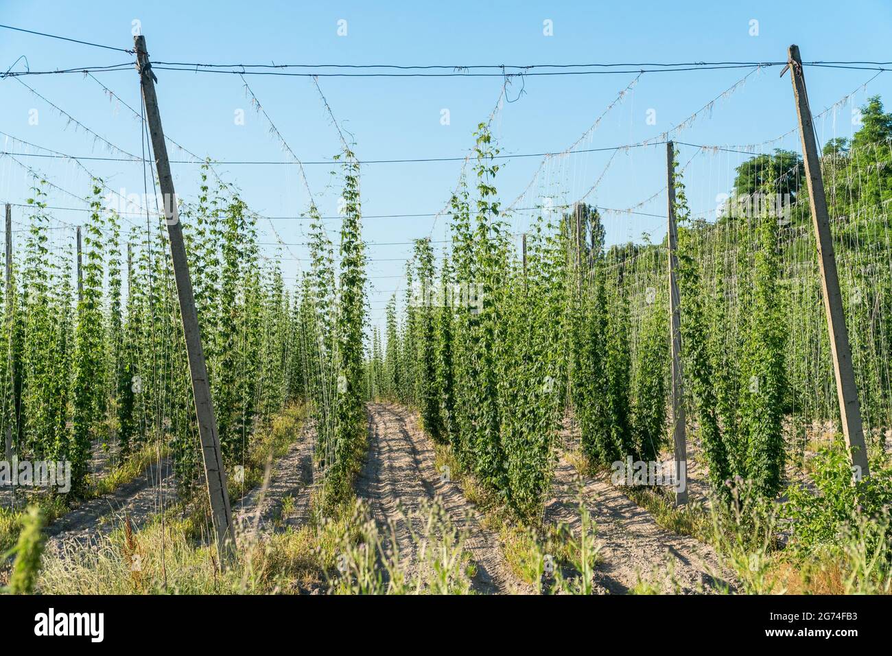 Green hops field. Agriculture industry and beer production concept ...
