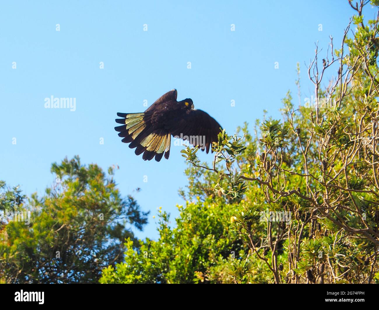 Flying Black Cockatoo High Resolution Stock Photography and Images - Alamy