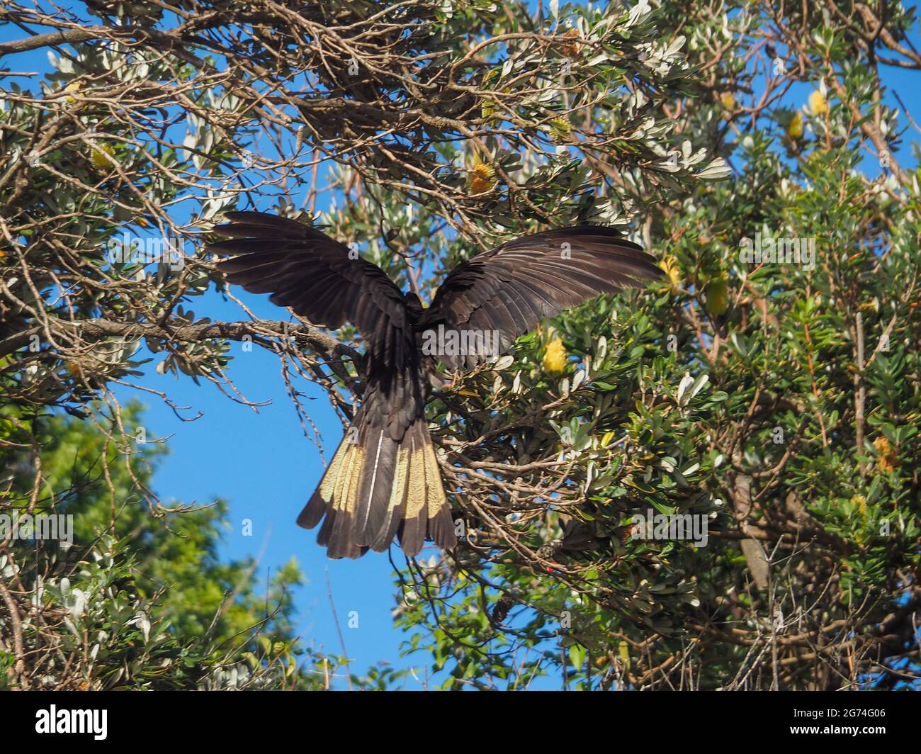 Australian Bird Flying, back view of the Yellow tailed Black Cockatoo ...