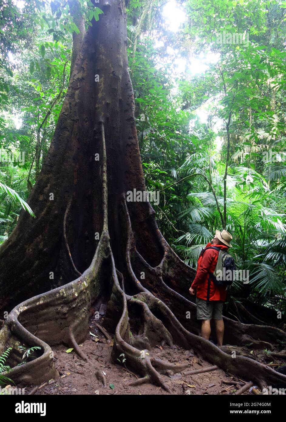 Wooroonooran national park cairns hi-res stock photography and images ...