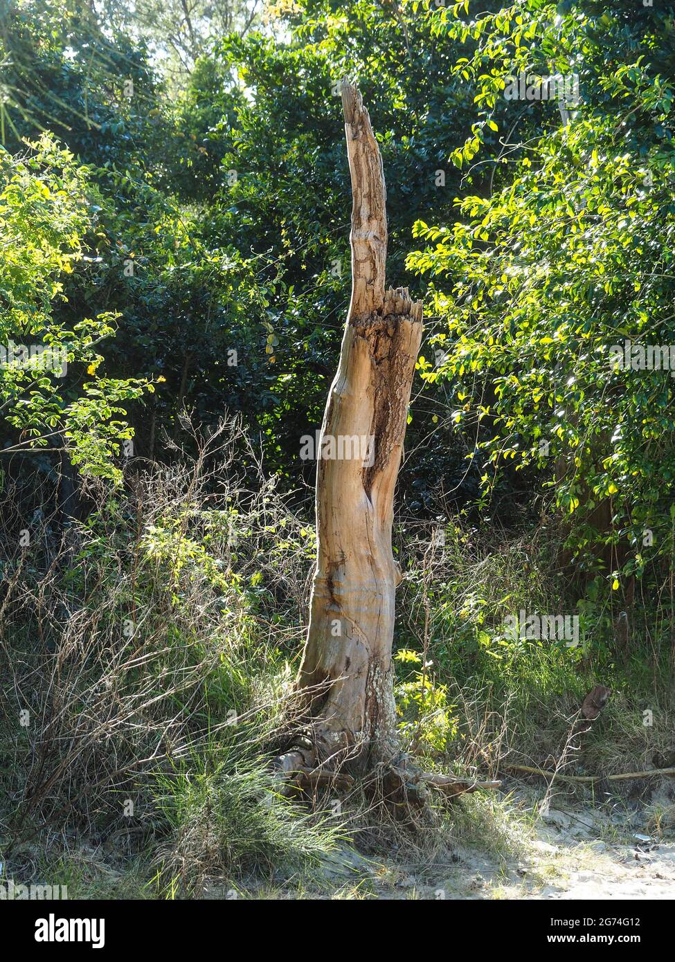A dead and broken off tree trunk, looking like an index finger pointed ...