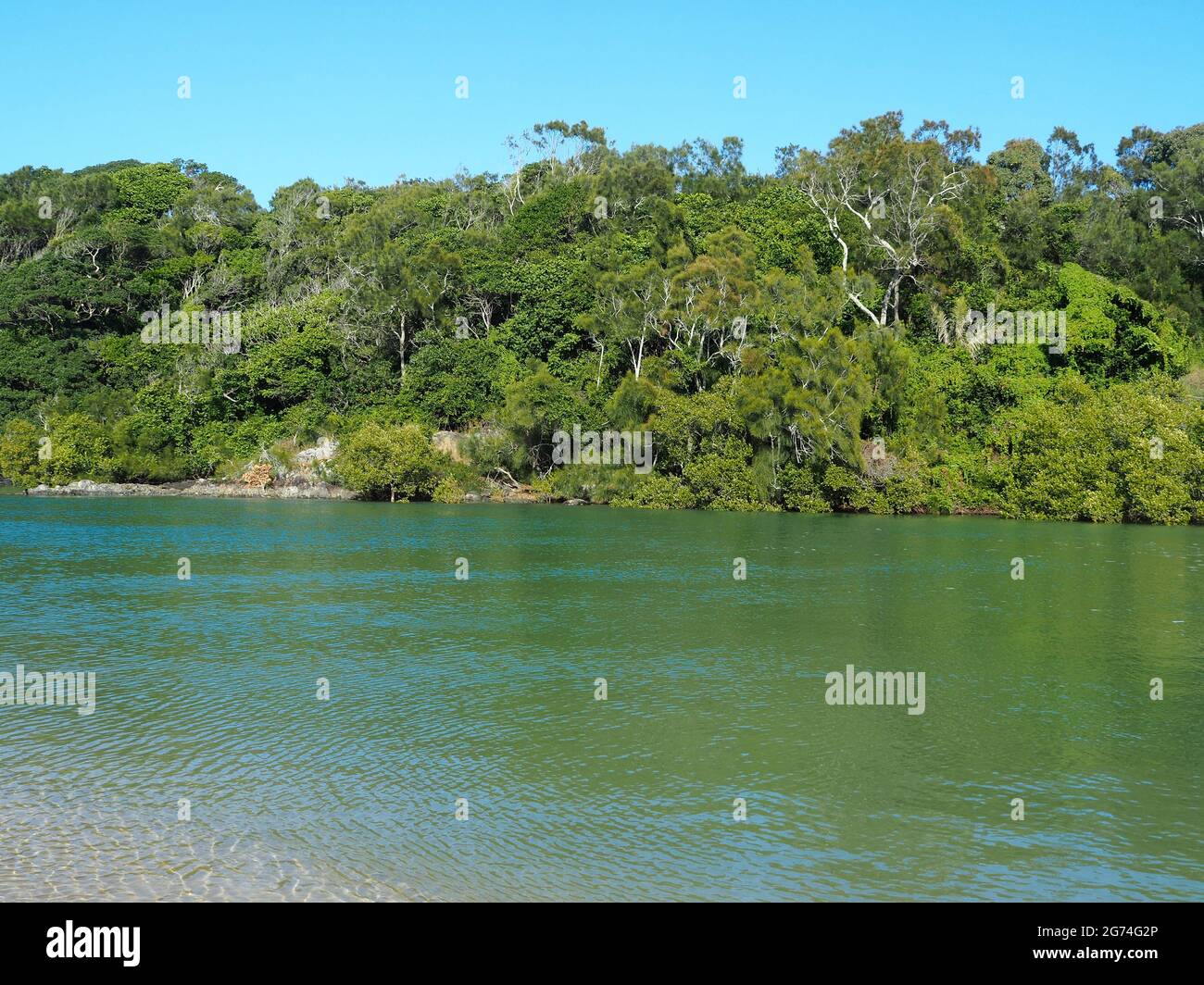 Beautiful Australian Bush setting, Boambee Creek estuary, river bank ...