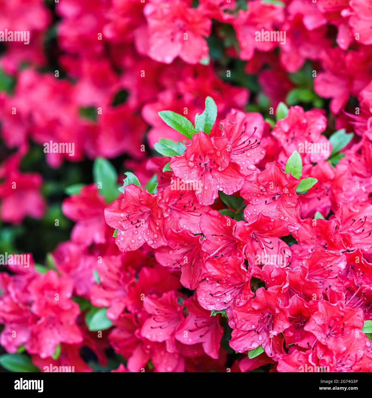 Blooming red azalea flowers with dew drops in spring garden. Gardening ...