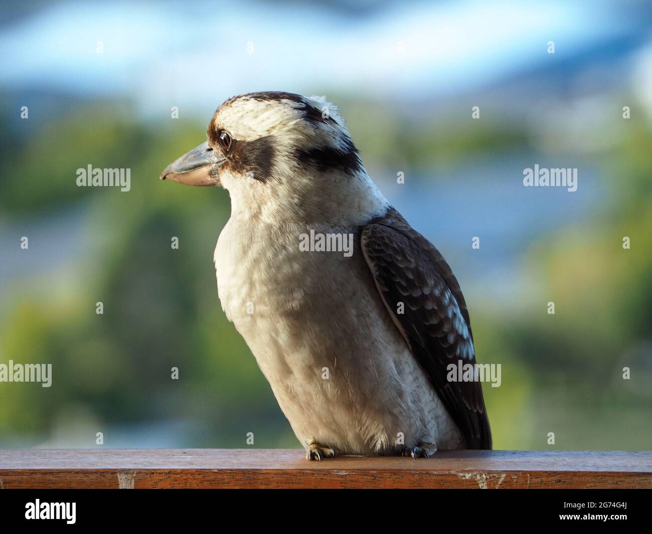 Australian bird, Kookaburra or Tree Kingfisher perched on a wooden ...