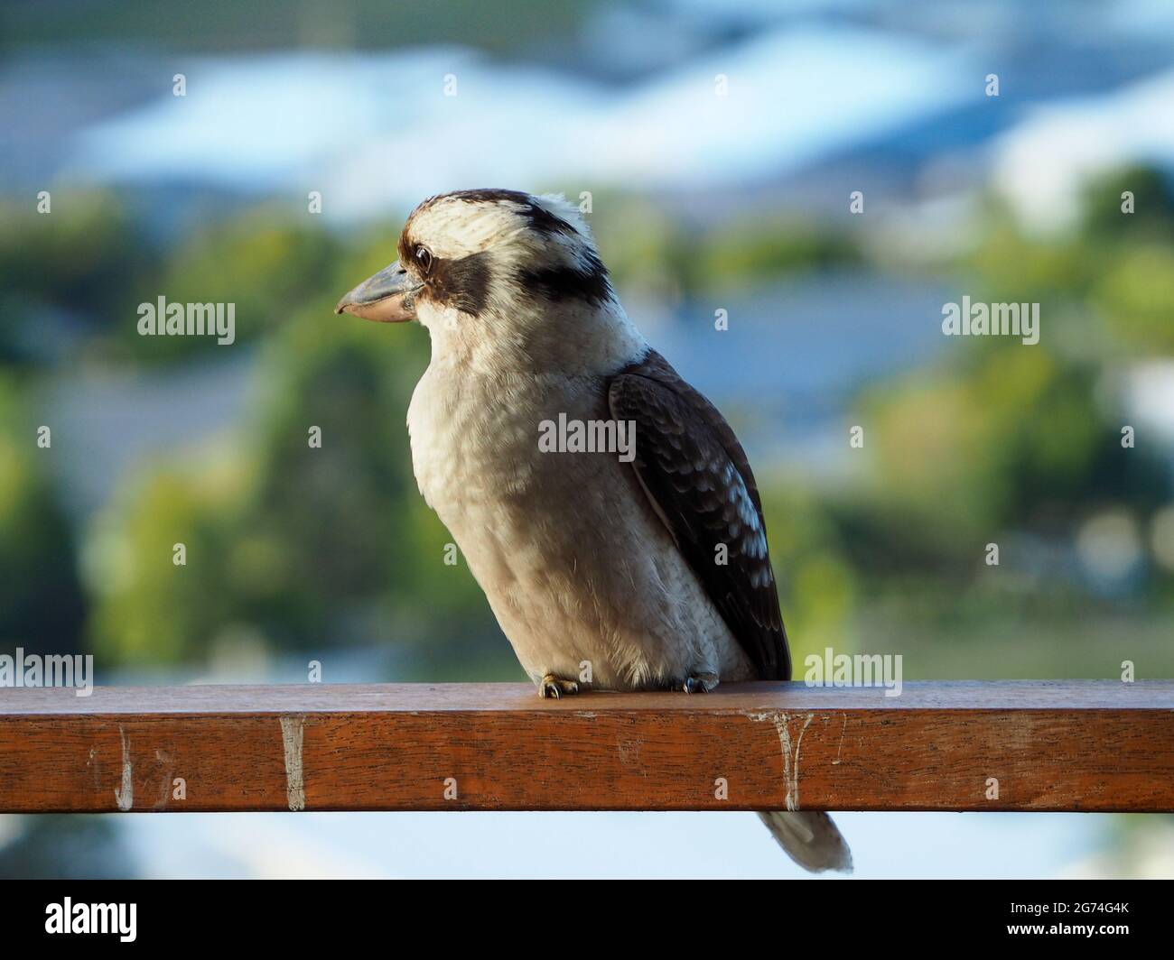 Australian bird, Kookaburra or Tree Kingfisher perched on a wooden ...
