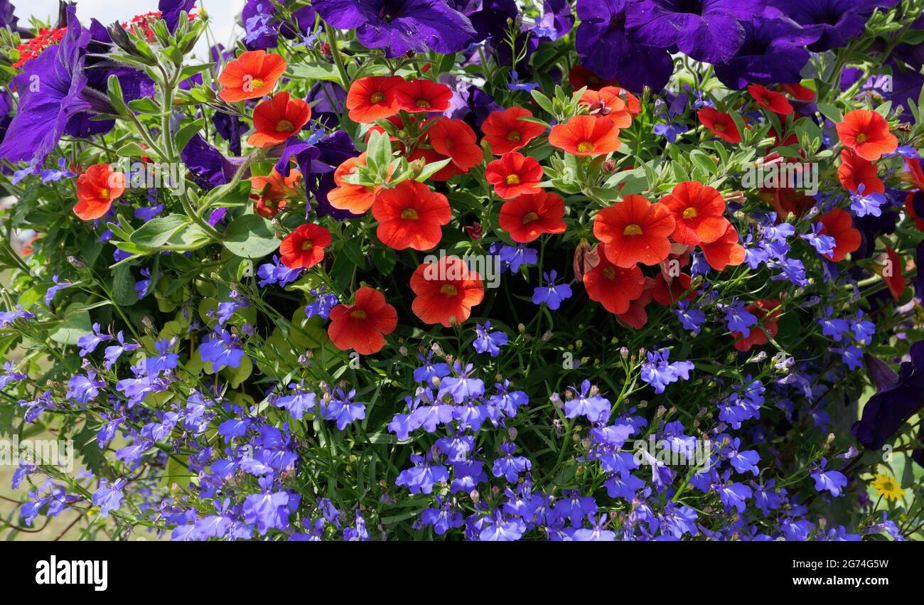 Vivid bright summer flower display including red and purple petunias ...