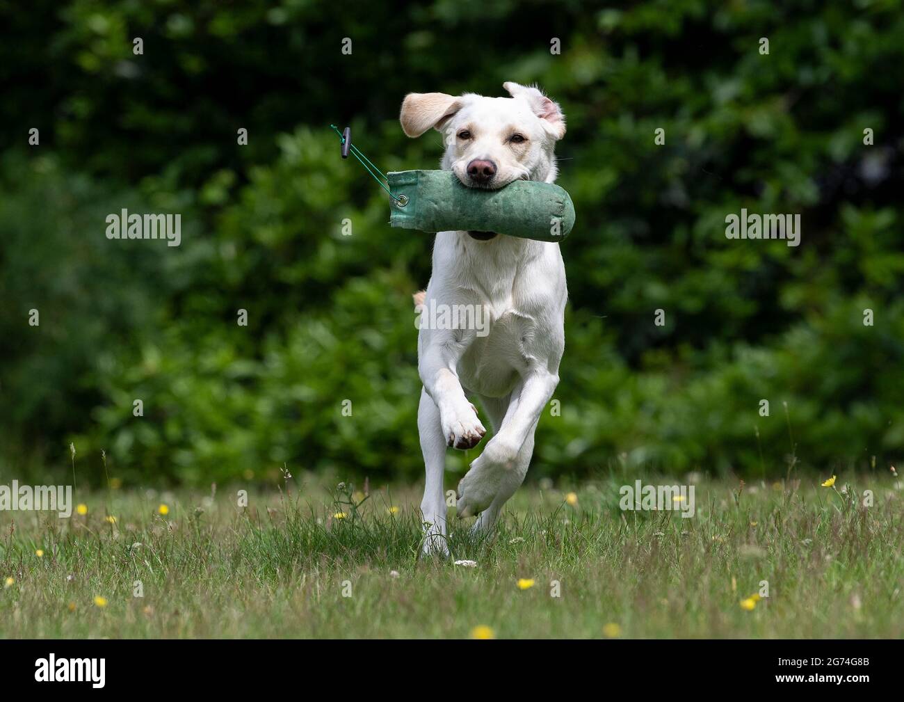 Yellow Labrador retrieving a gun dog dummy Stock Photo - Alamy