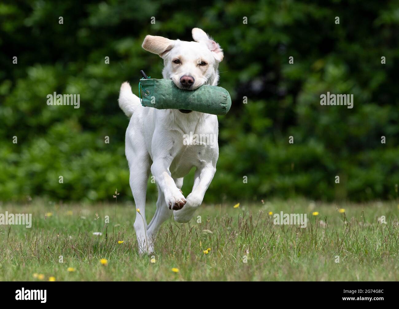 Yellow Labrador retrieving a gun dog dummy Stock Photo - Alamy