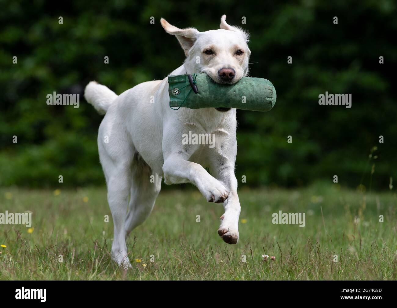 Yellow Labrador retrieving a gun dog dummy Stock Photo - Alamy