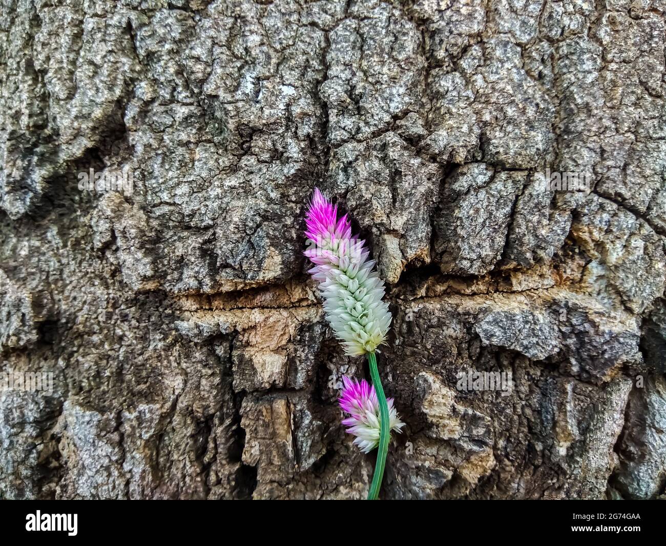A white flower with a pink top on a wooden log in the forest Stock ...