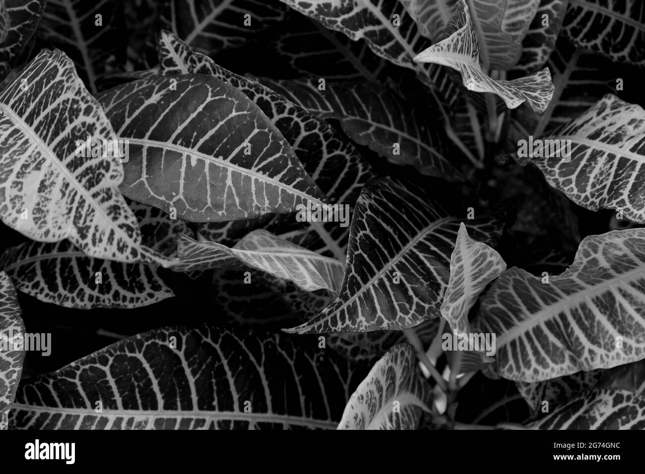 Leaves of plants Black and White Stock Photos & Images - Alamy