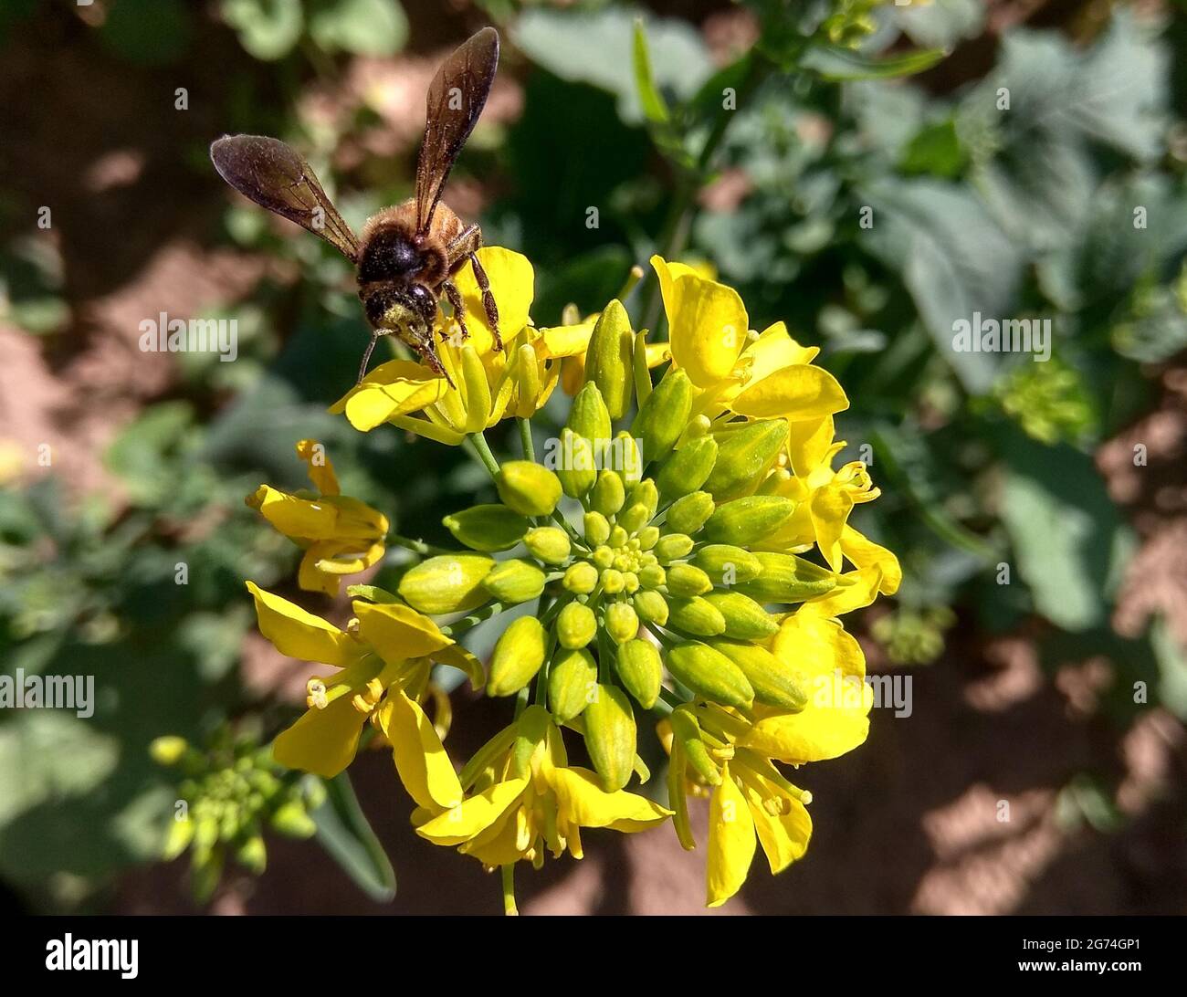Rocketcress hi-res stock photography and images - Alamy