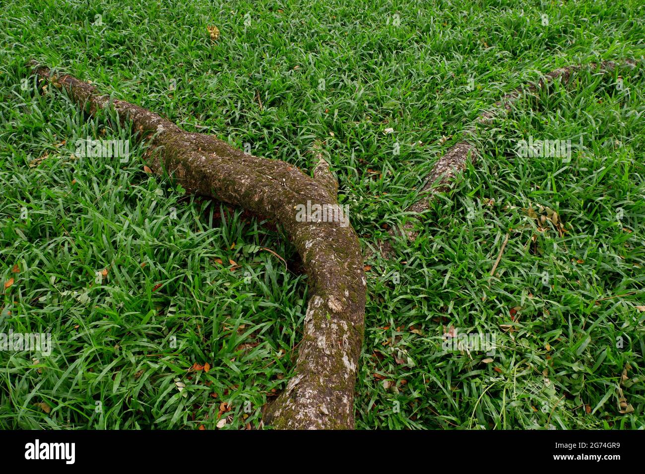 A closeup of tree roots in the grass Stock Photo - Alamy