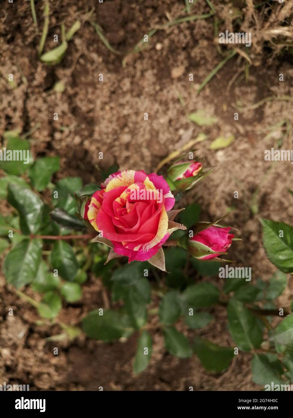 A beautiful pink rose with yellow stains in the forest Stock Photo - Alamy