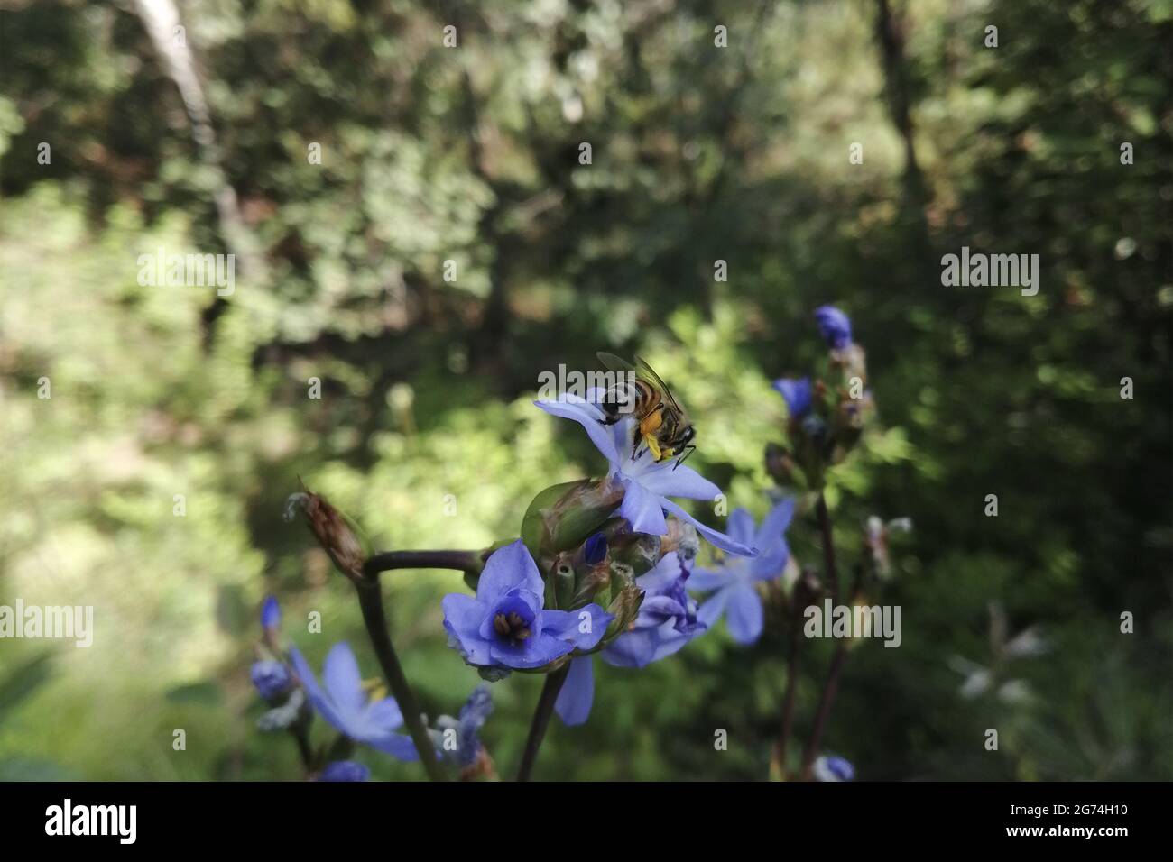 A closeup shot of worker bees pollinating blue flowers in the field ...