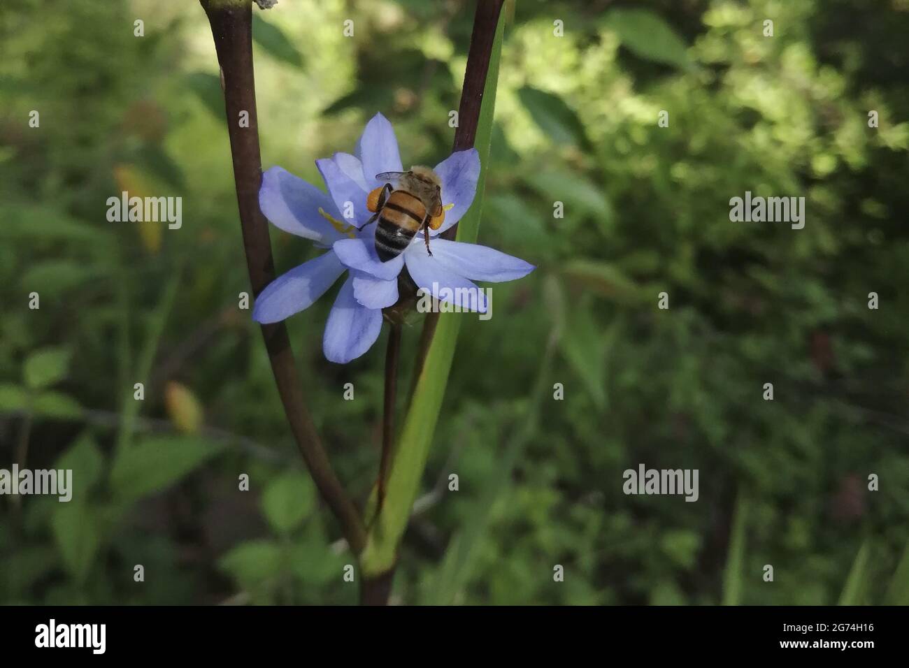 A closeup shot of a worker bee pollinating a blue flower in the field ...