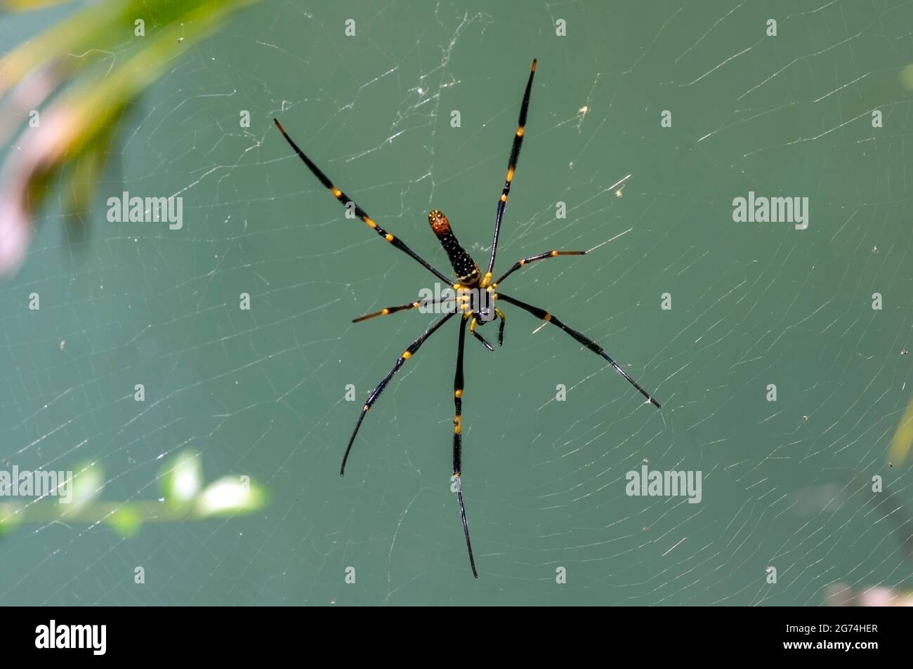 Spider Identification Yellow