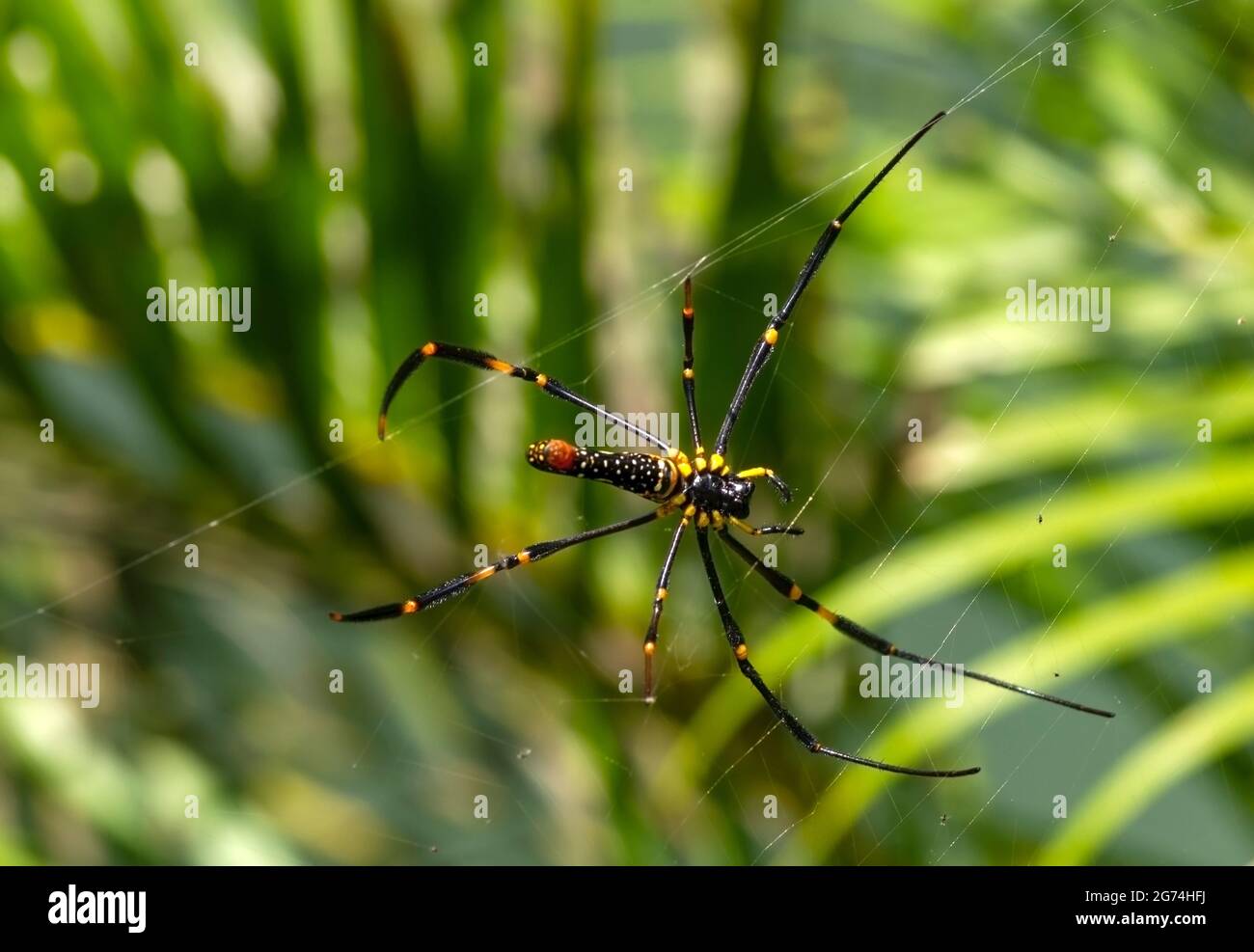 Long-legs yellow and black spider on the net, selected focus Stock ...