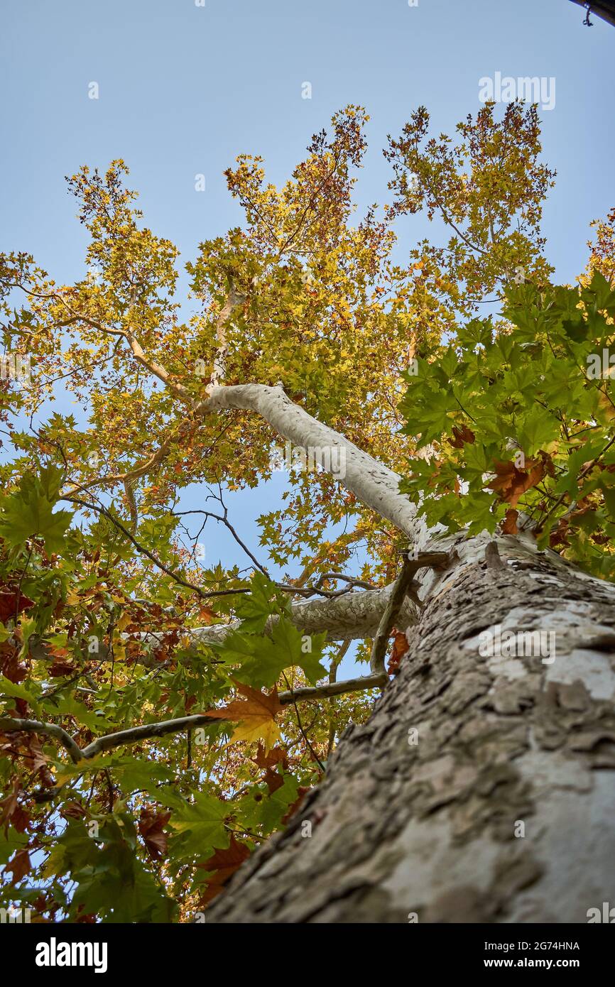 A beautiful platanus with leaves in summer Stock Photo - Alamy