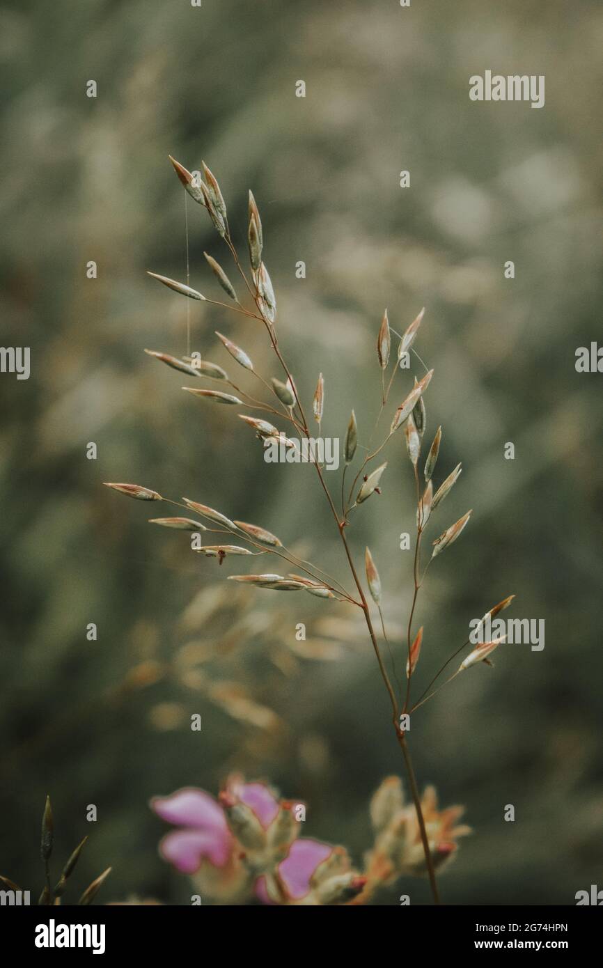 Poa alpine hi-res stock photography and images - Alamy