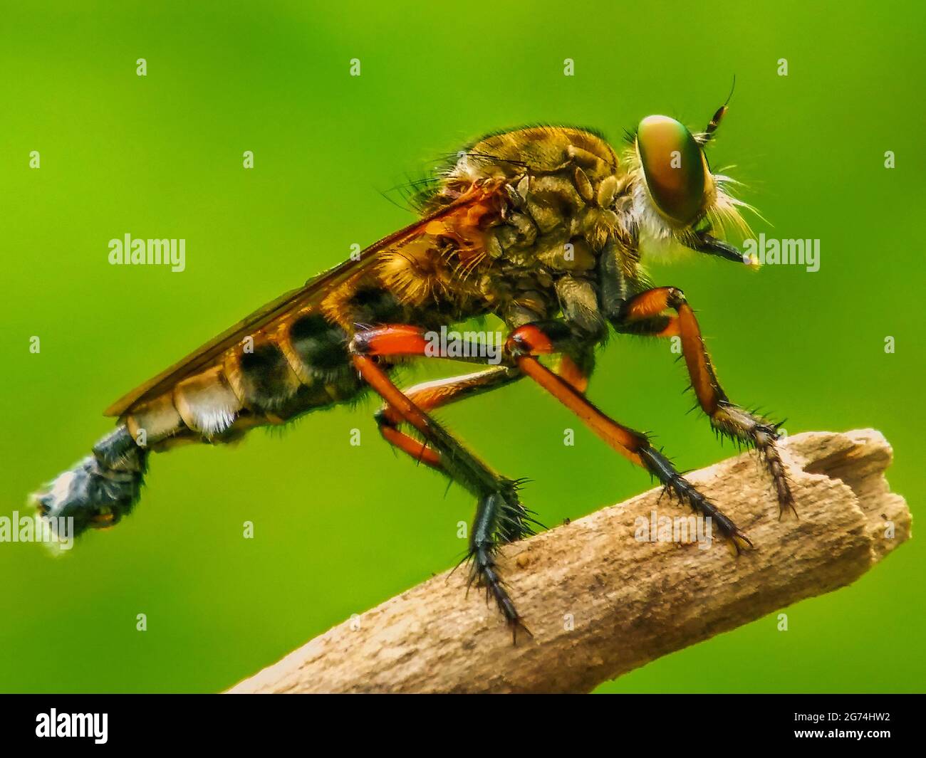 Robber fly beetle hi-res stock photography and images - Alamy