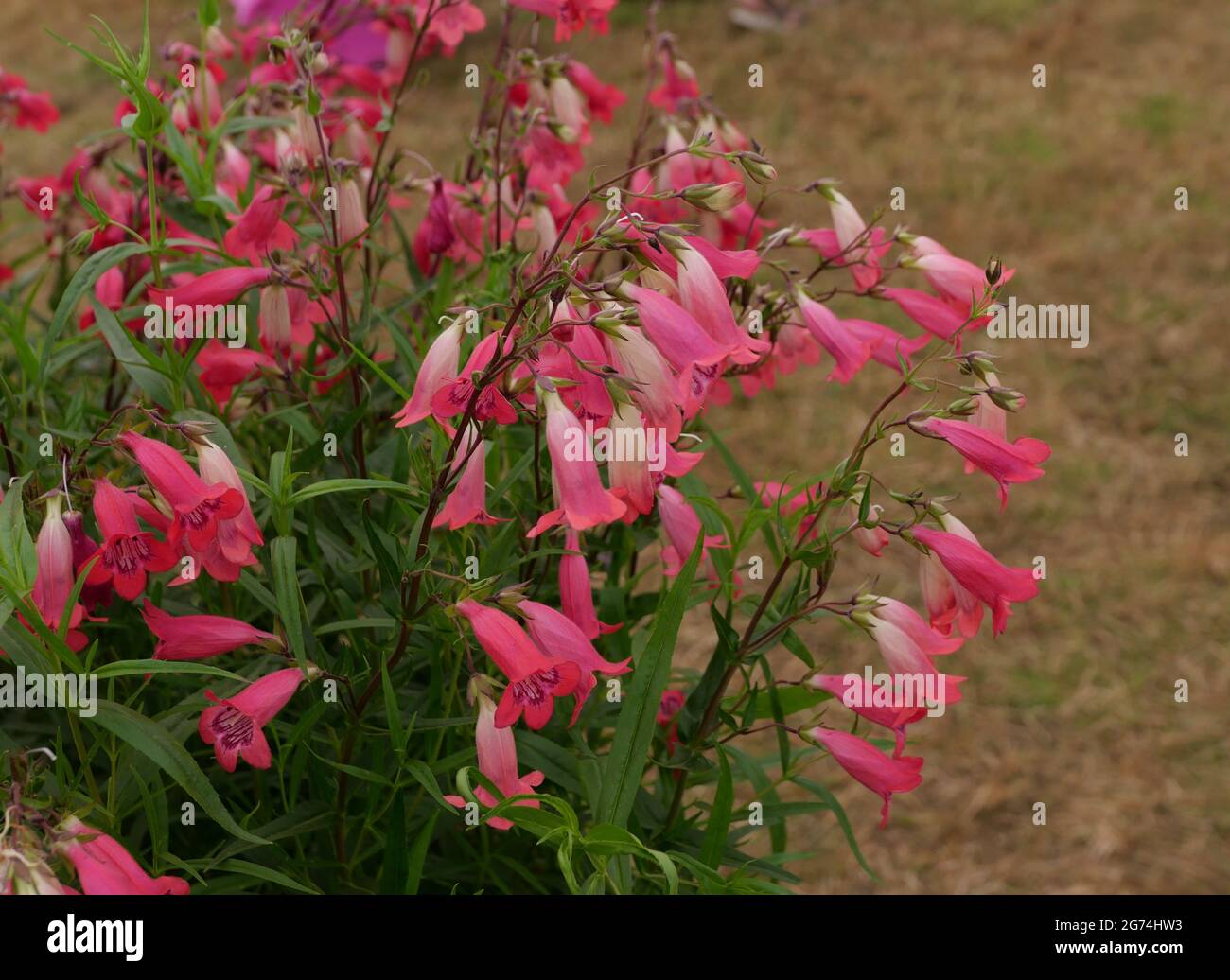 Penstemon petals hi-res stock photography and images - Alamy