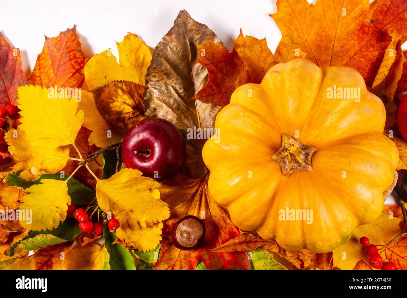 Autumn art composition - varied dried leaves, pumpkins, fruits, rowan ...