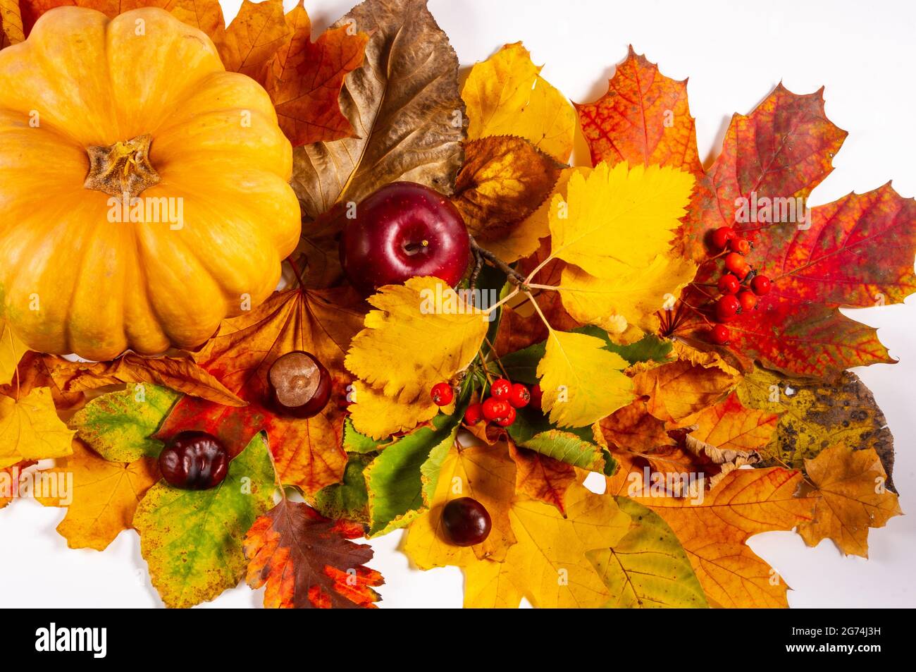 Autumn art composition - varied dried leaves, pumpkins, fruits, rowan ...