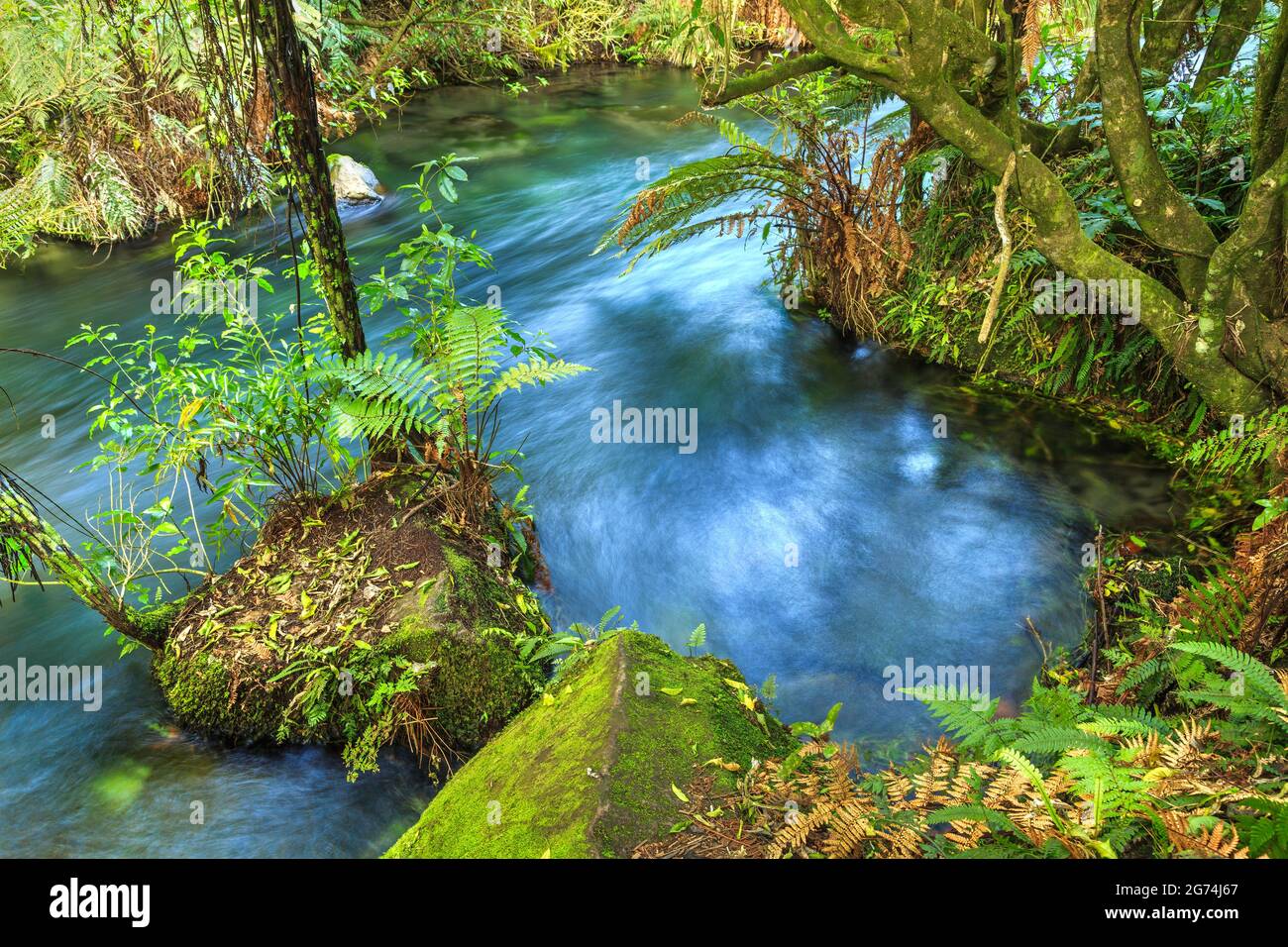 A stream in New Zealand native forest, its banks lined with ferns and ...