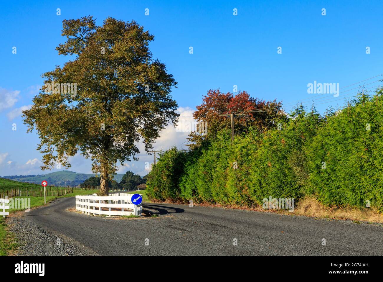 A rural road in the Waikato region, New Zealand, with a tree growing in ...