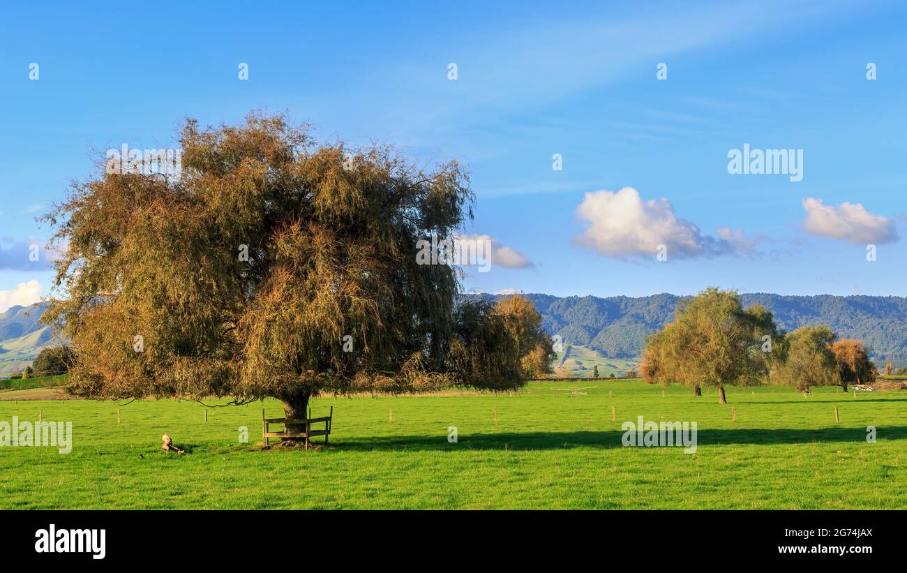 Rural landscape panorama. Willow trees with autumn foliage grow in lush ...