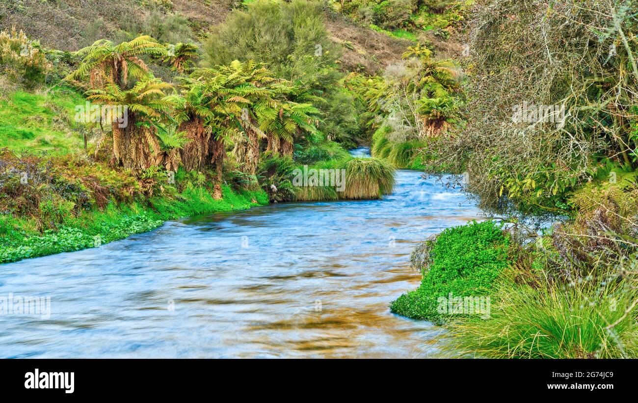 The Waihou River in the Waikato region, New Zealand, flowing out of the ...