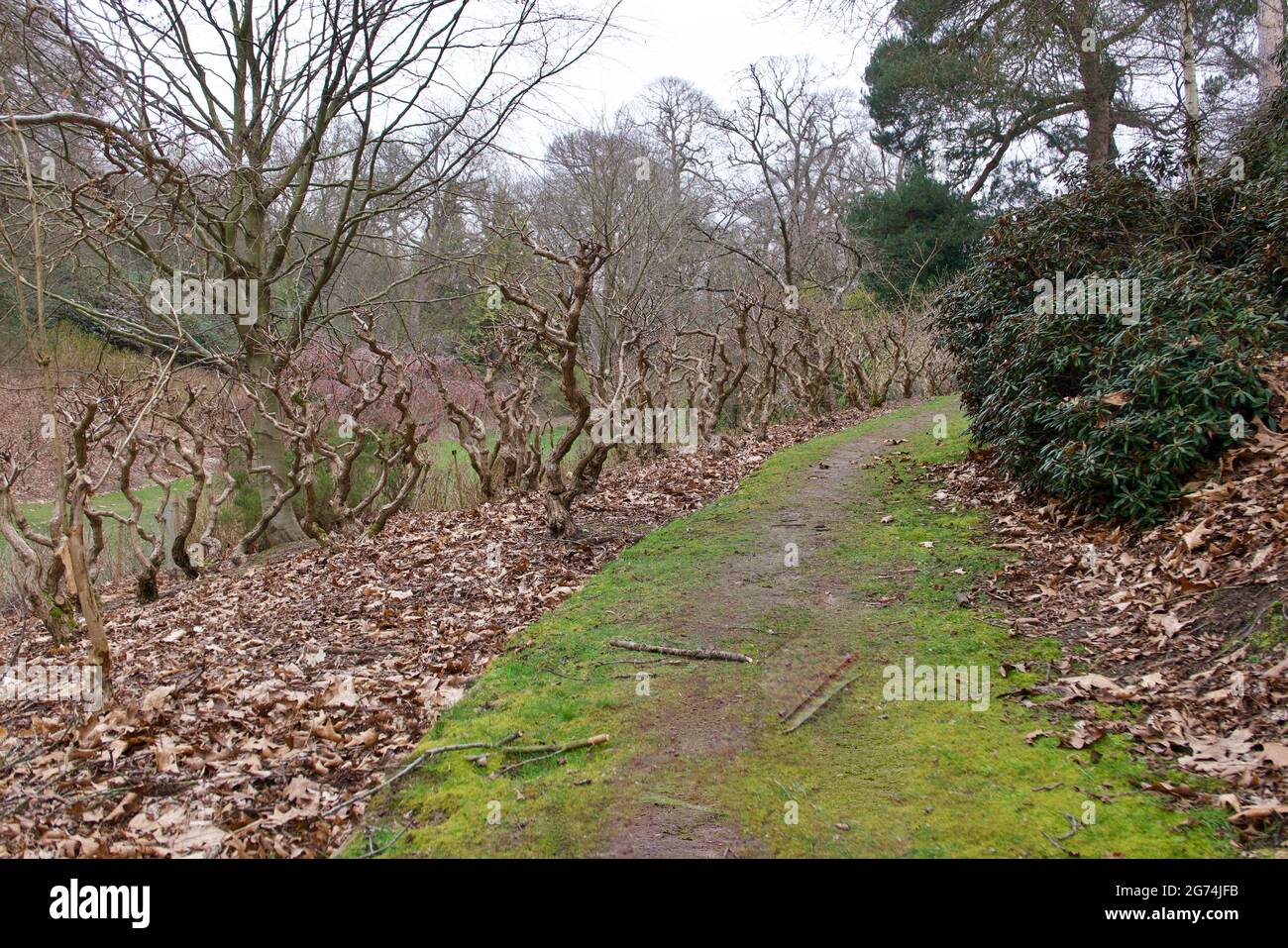 Grassy pathway leading through bushes and trees with no foliage in ...