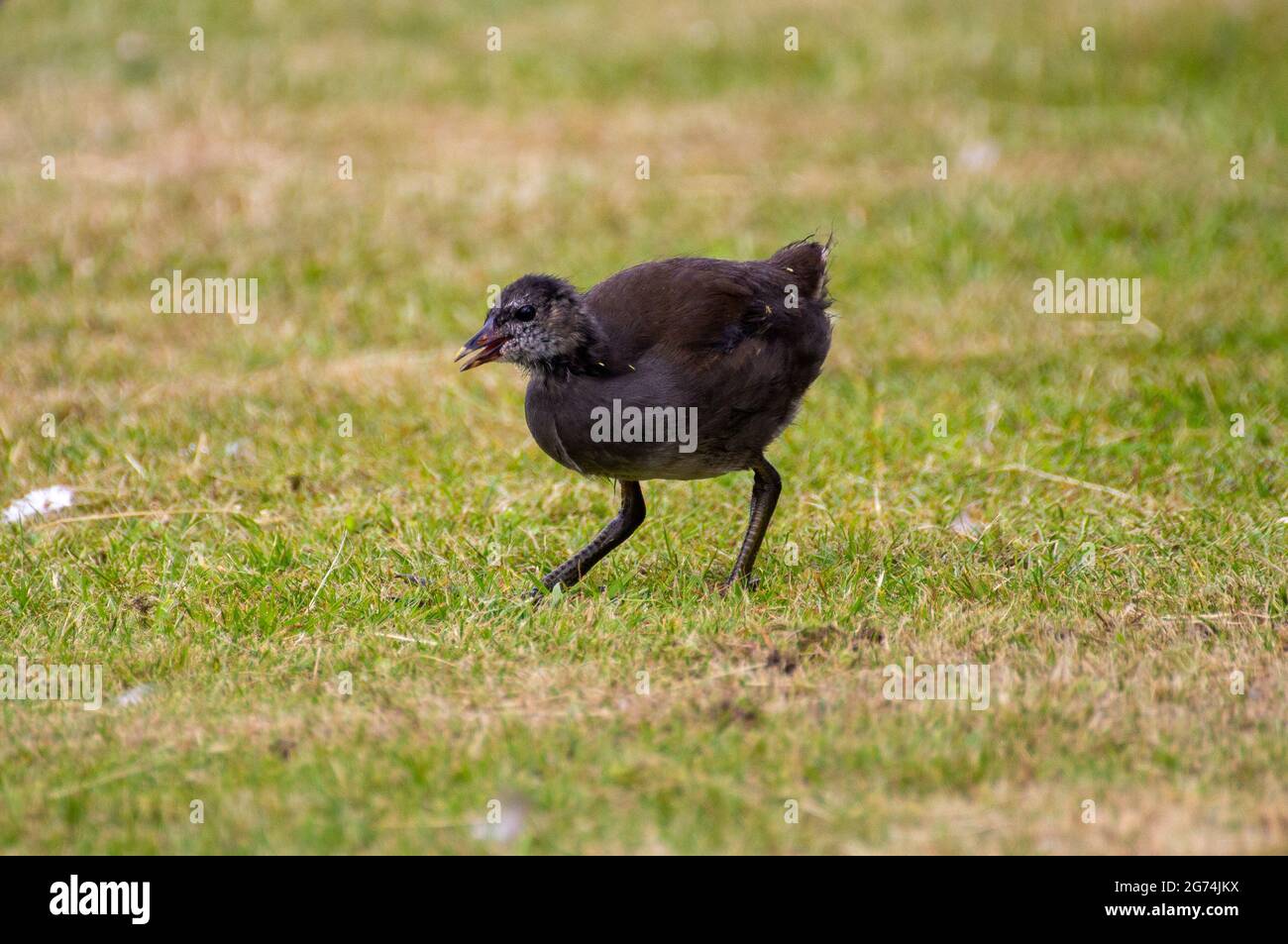 Tasmanian native hen hi-res stock photography and images - Alamy