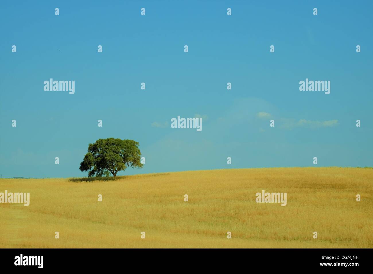 A beautiful landscape with a lonely tree in a cultivated field against ...