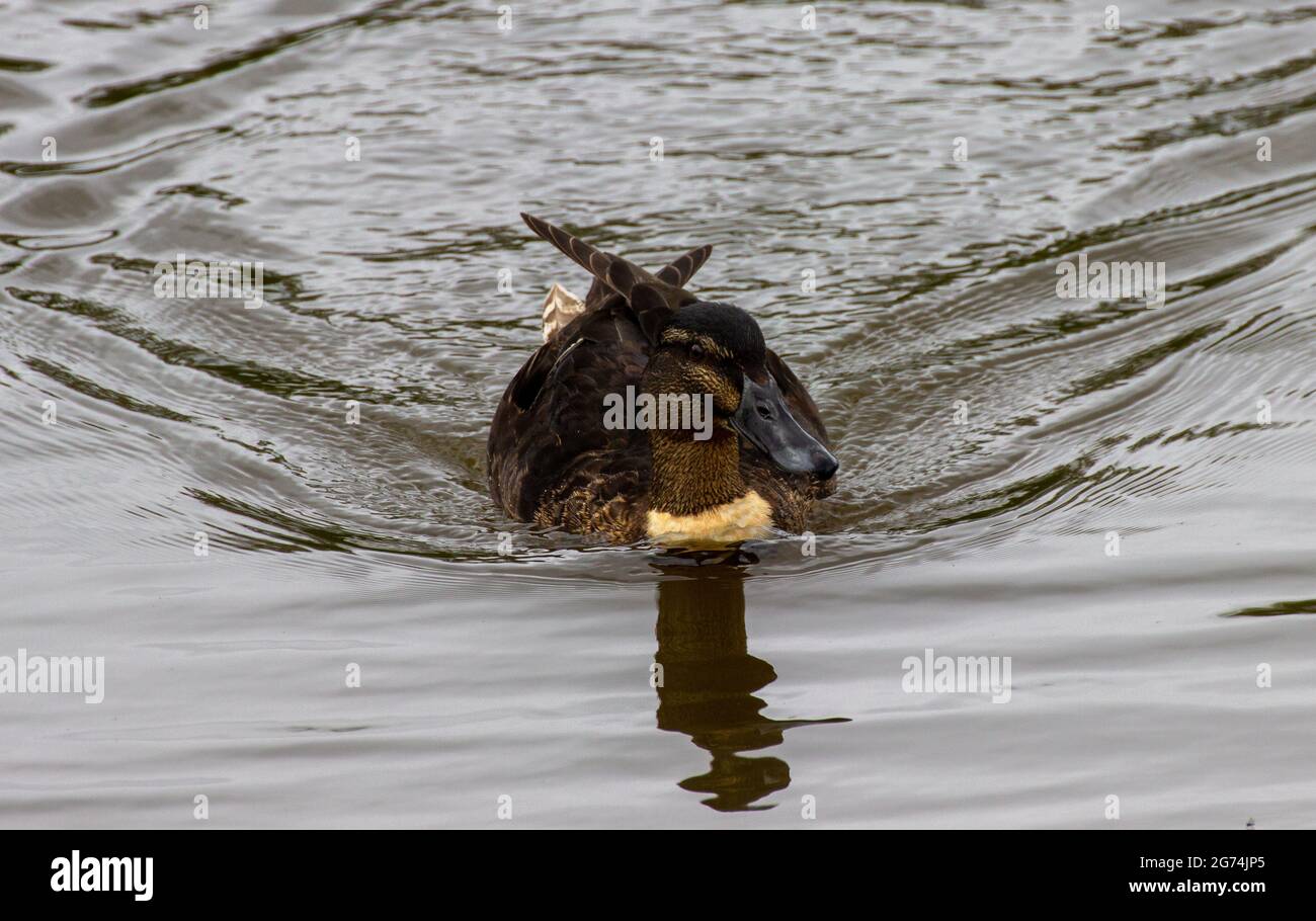 A dark brown Mallard floating in the lake Stock Photo - Alamy